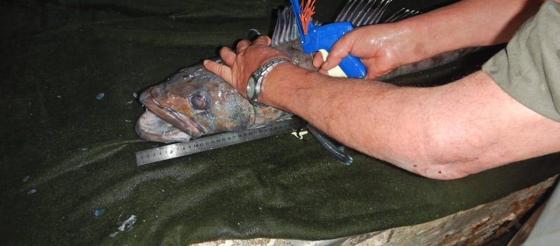 Finalizó el Plan de Marcación de ejemplares de merluza negra ...