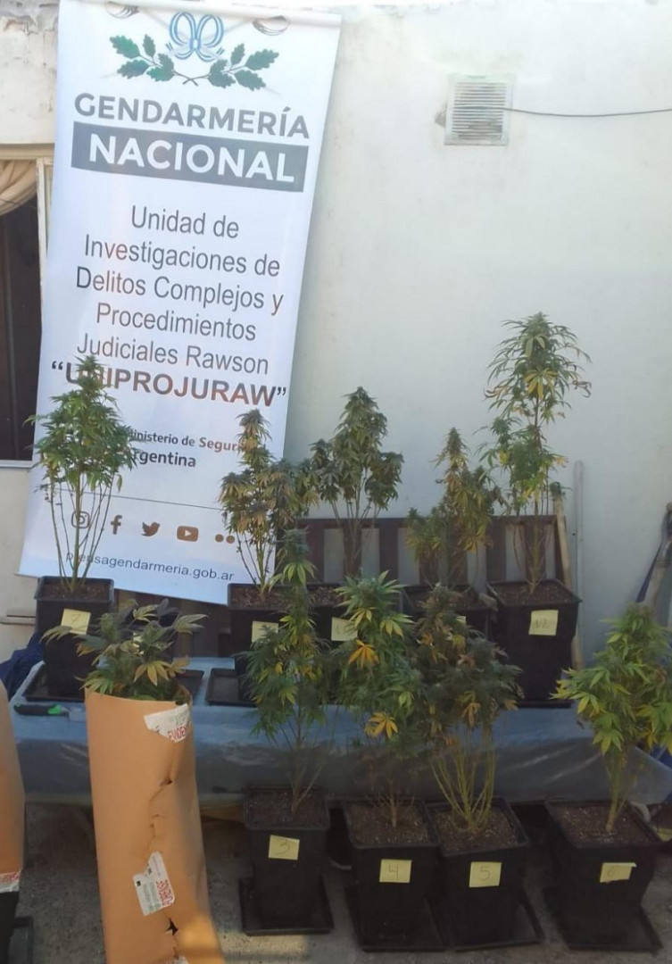 Allanan domicilios y detectan 20 plantas de marihuana | Argentina.gob.ar