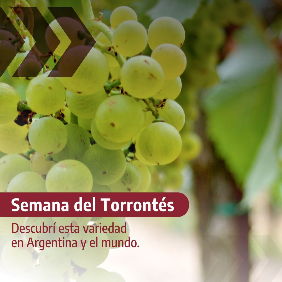 Informe de variedad: Torrontés | Argentina.gob.ar