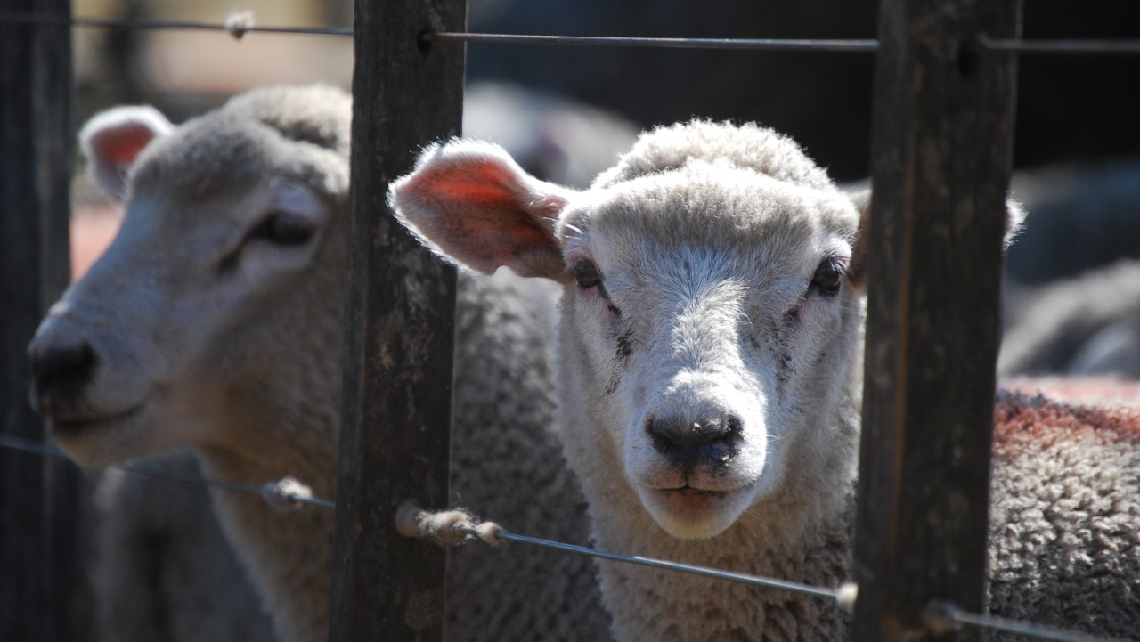 El INTA apuesta a mejorar la producción de carnes en la Patagonia ...