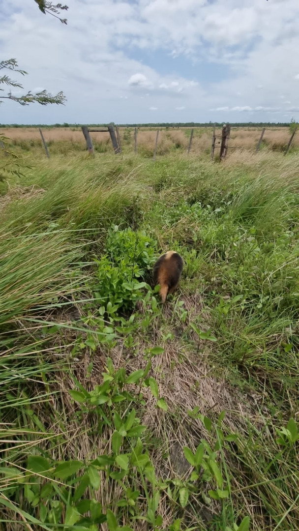 Reinsertan a su hábitat natural a un oso melero en Formosa | Argentina ...