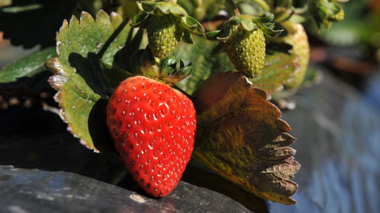 El INTA acompaña la producción de frutilla en Salta | Argentina.gob.ar