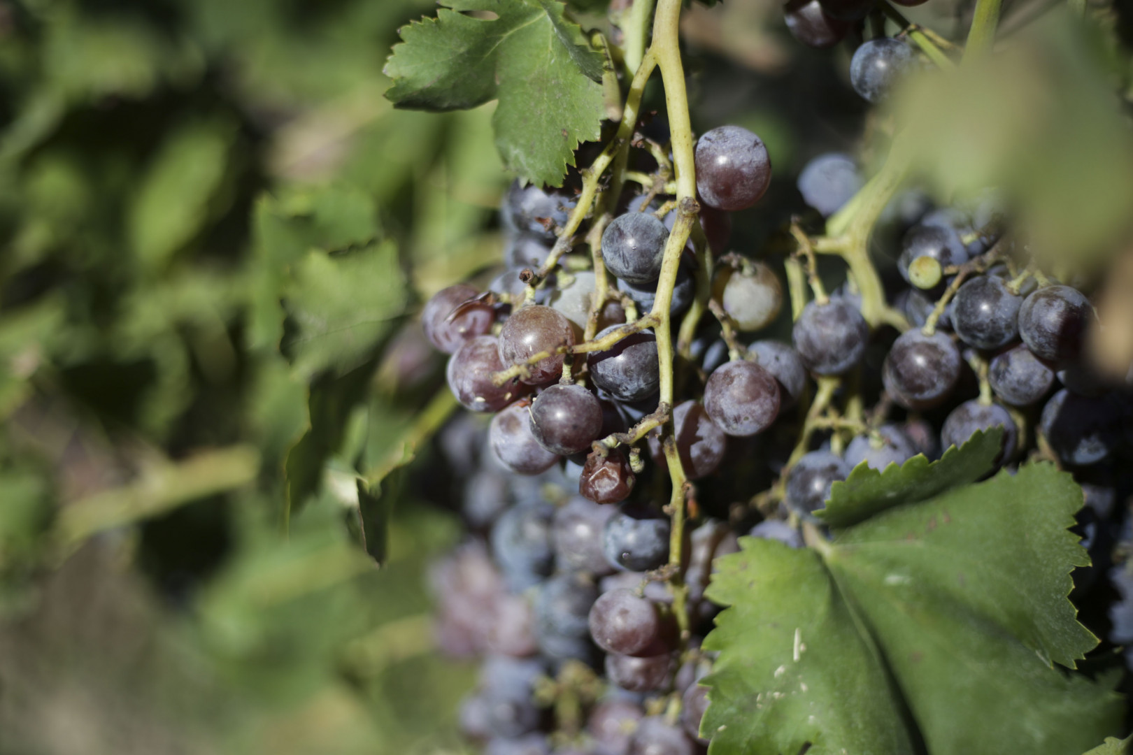 Argentina firma acuerdo para dar seguridad a nuestras exportaciones de ...