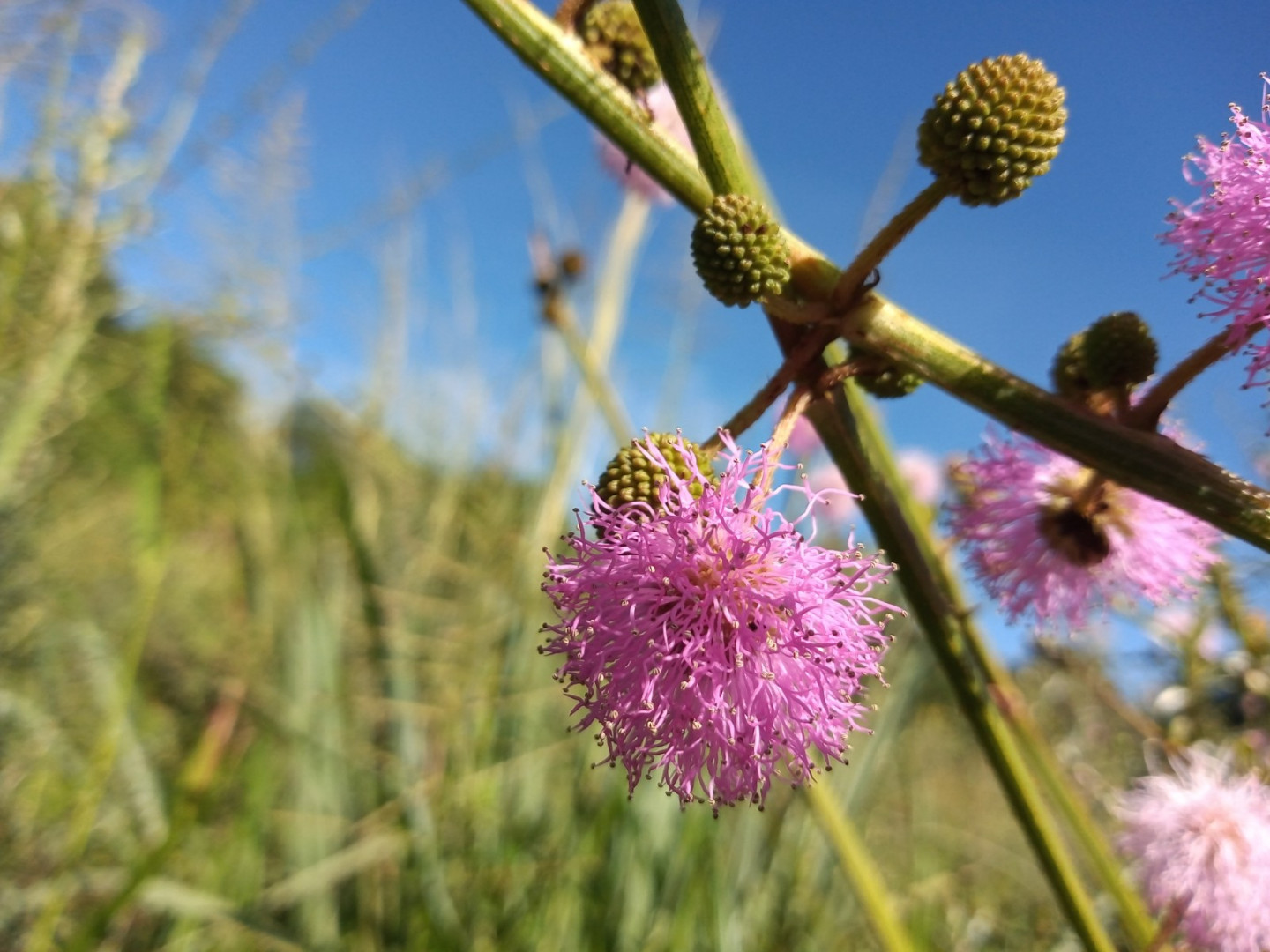 Descubren una nueva especie de flor en el sur de Misiones | Argentina ...