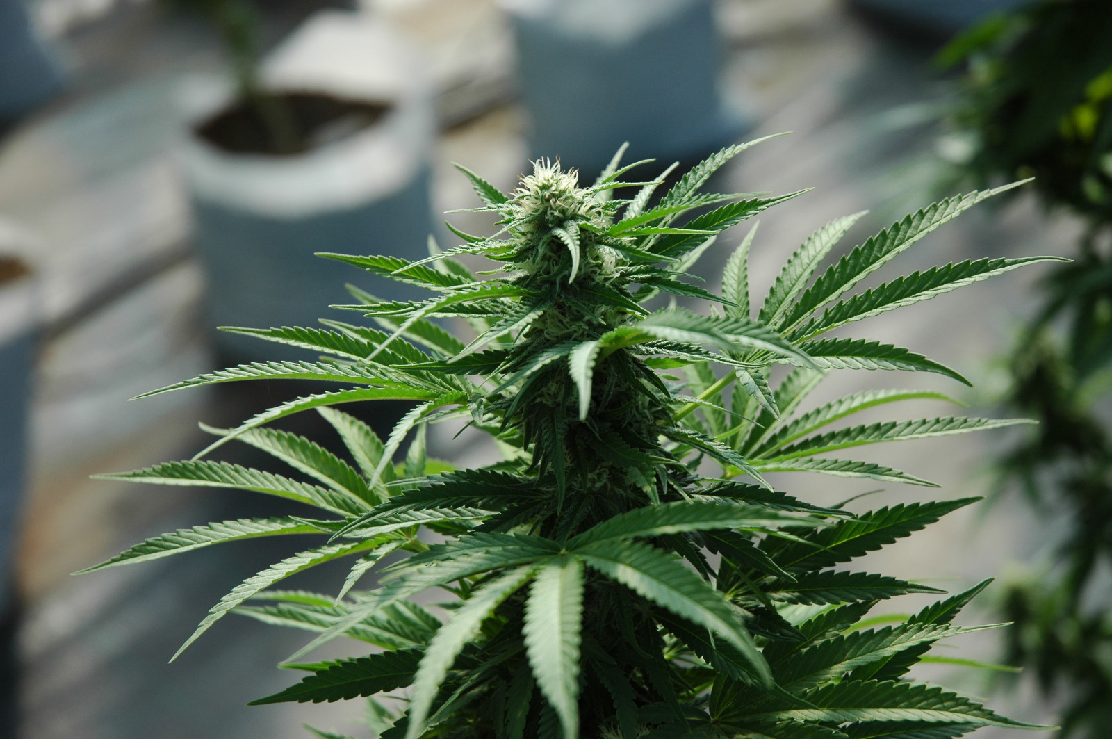 Presentan la primera variedad de cannabis medicinal de la Argentina | Argentina.gob.ar