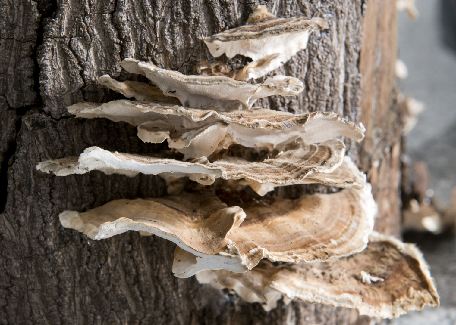 Bienvenidos/as a “Mundo Funga” | Argentina.gob.ar