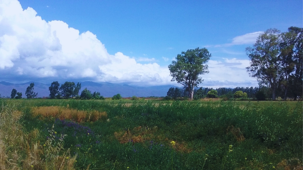 Las pasturas mejoran la diversidad bacteriana del suelo | Argentina.gob.ar