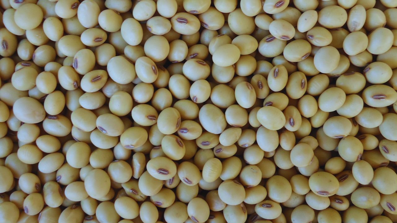 INTA Paraná 6000: un cultivar de soja todo terreno | Argentina.gob.ar