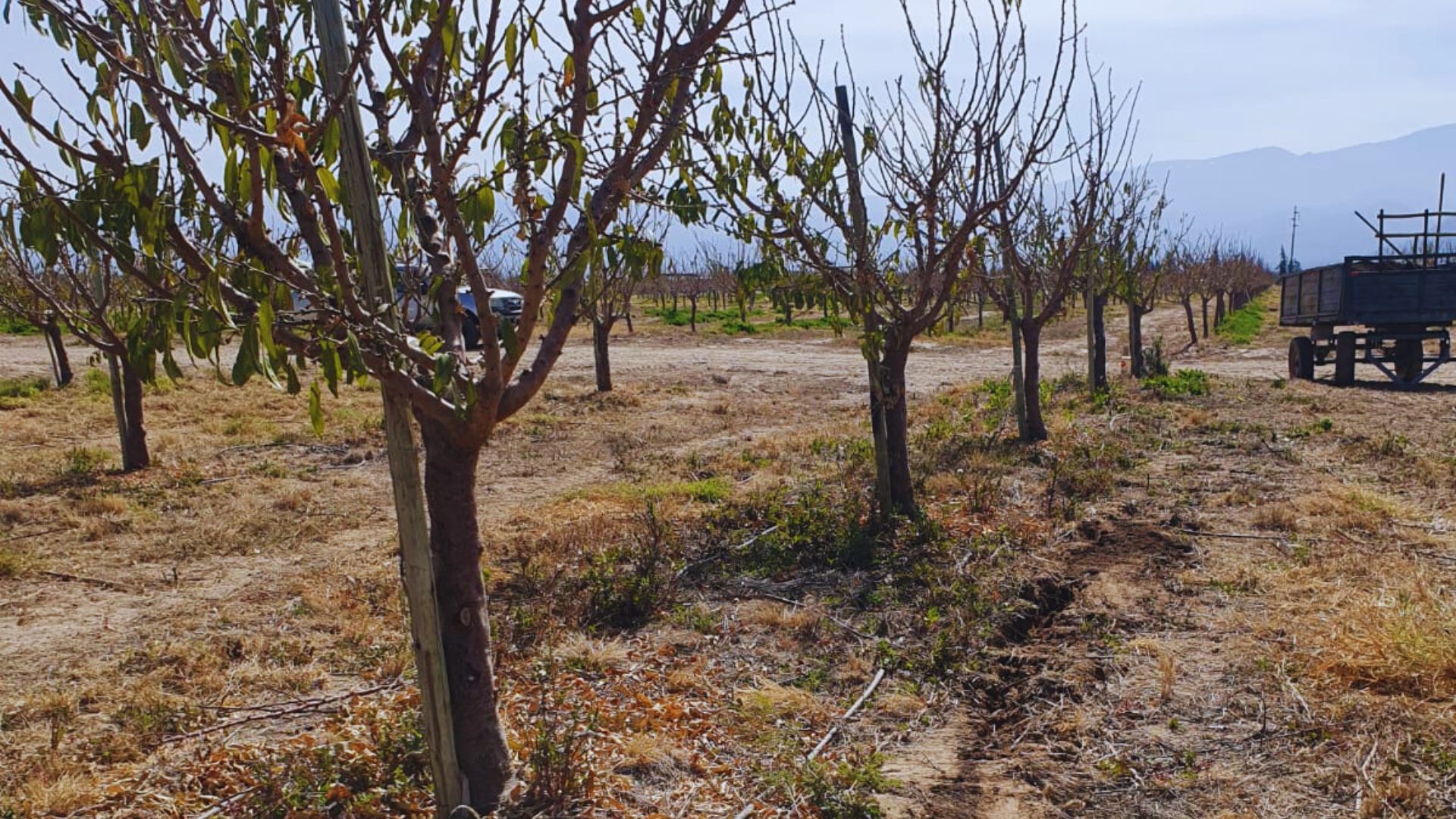 Eficiencia hídrica en la producción de almendros | Argentina.gob.ar