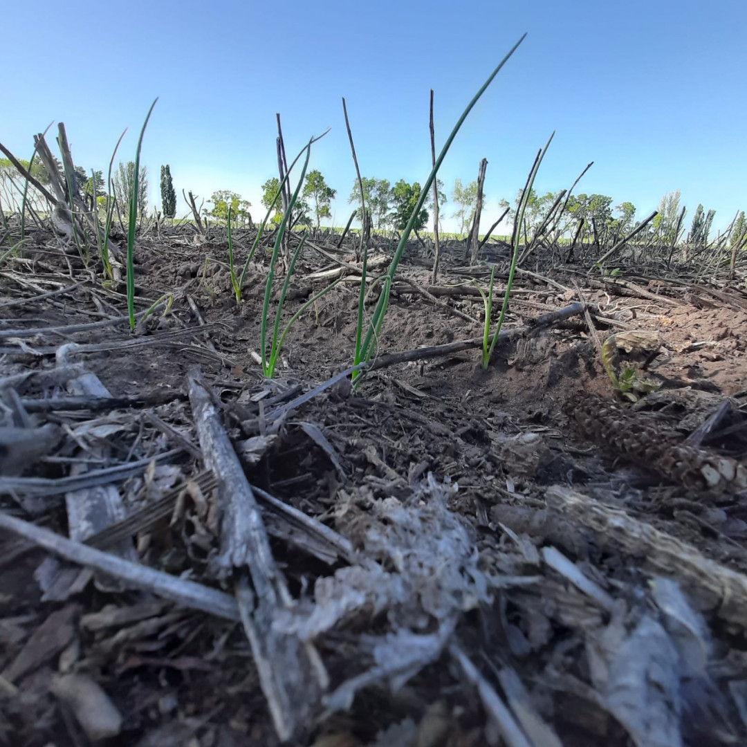 Con labranza cero, incrementan los rendimientos en horticultura ...