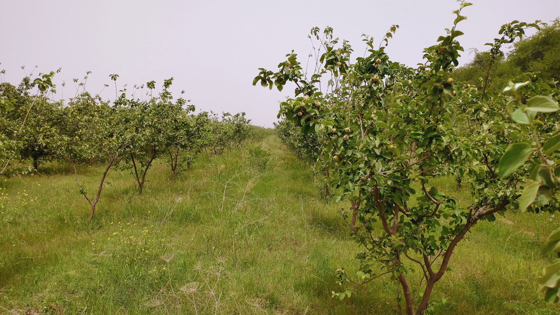 Membrillo: cómo lograr un cultivo con calidad distintiva | Argentina.gob.ar