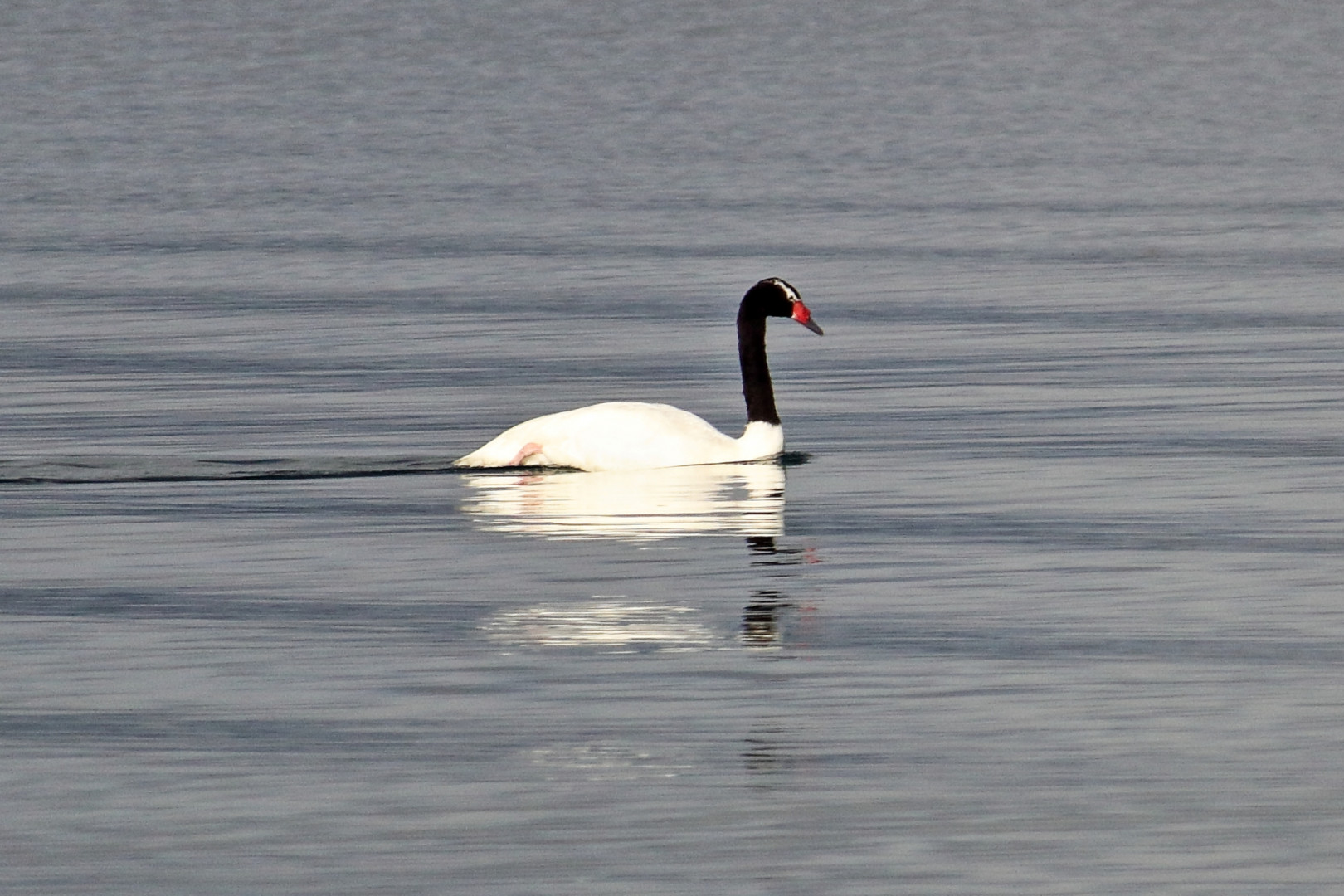 Cisnes Blancos Y Negros