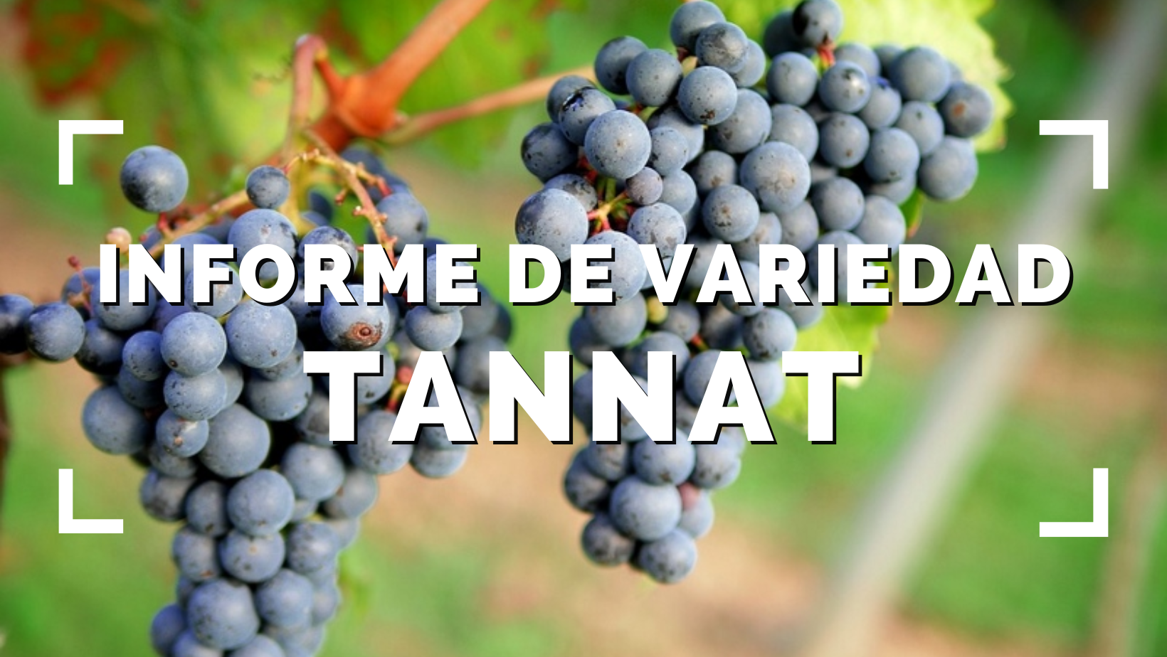 Informe de Variedad: Tannat y su actualidad en Argentina | Argentina.gob.ar