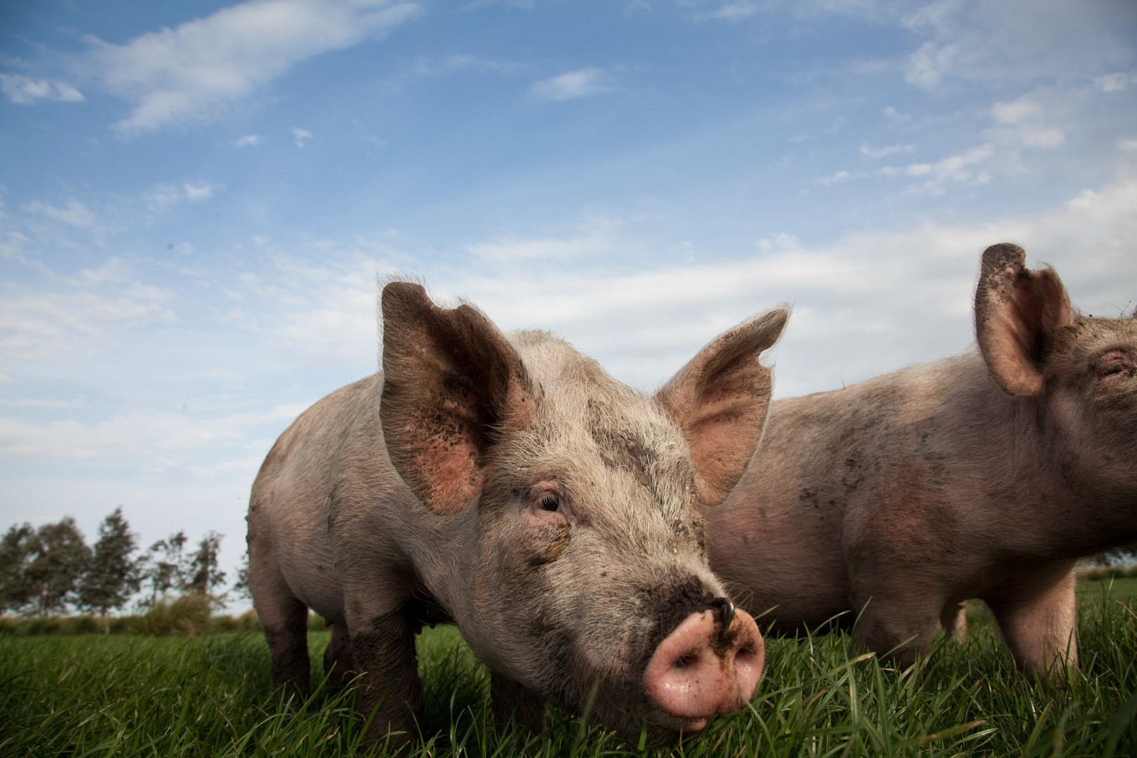 Se fortalecen acciones preventivas contra la triquinosis en Neuquén y ...