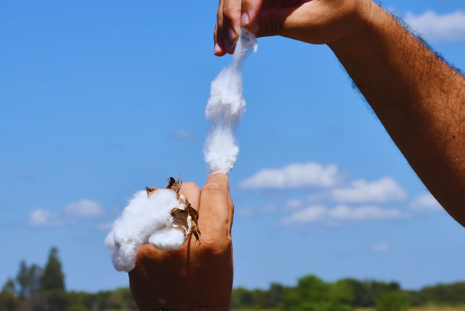 Algodón: la variedad de fibras extralargas del INTA llega a la ...