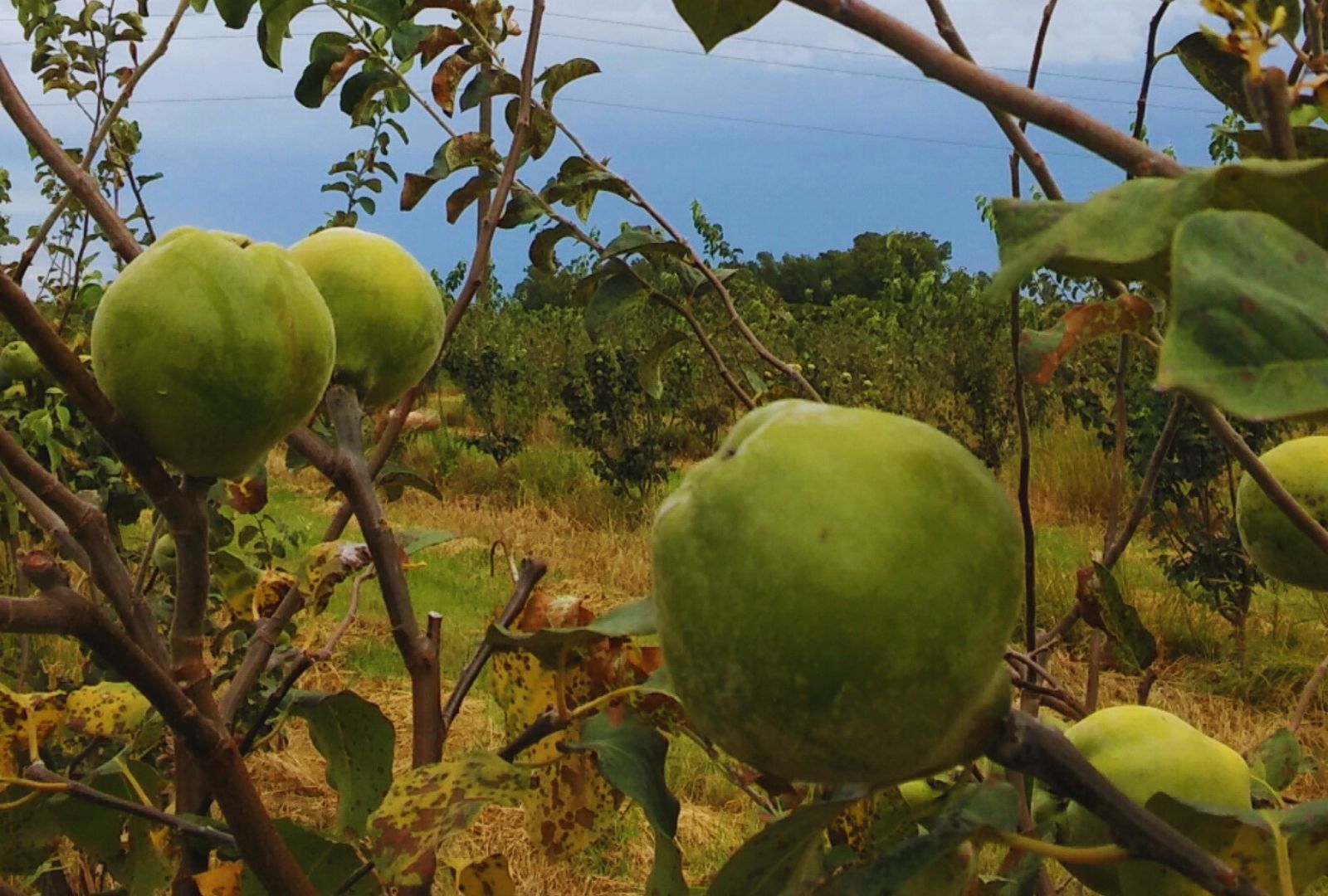 El INTA impulsa la producción de membrillo como cultivo alternativo ...