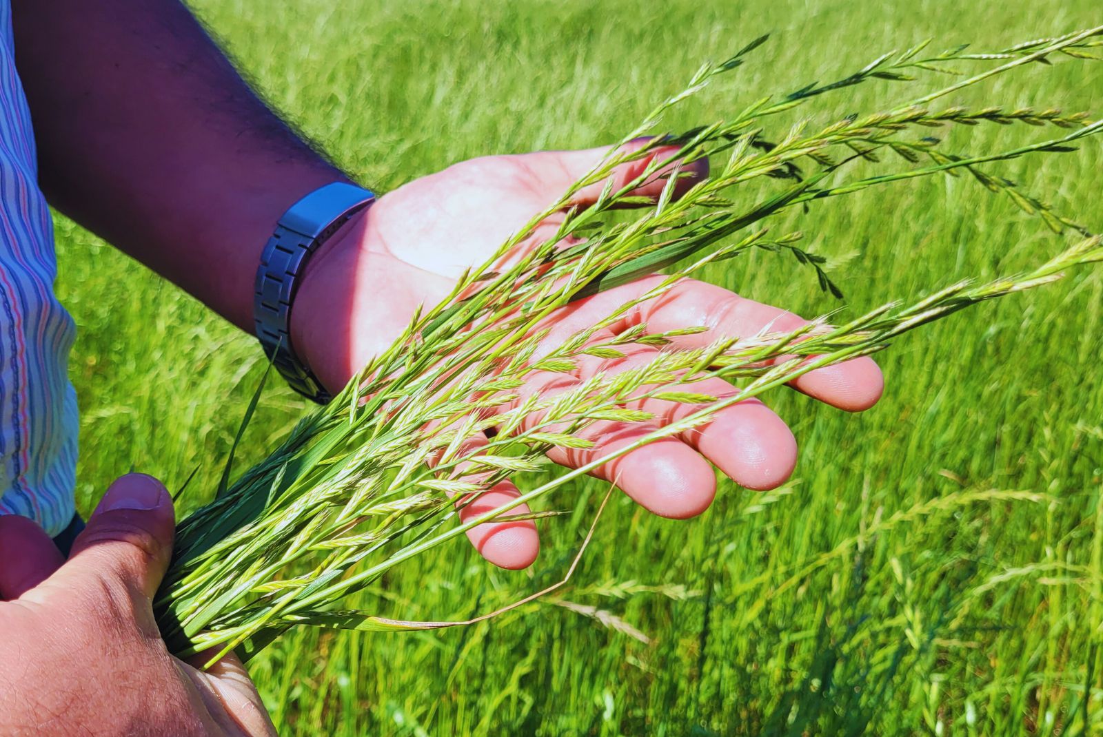 Raigrás Rápido INTA, un cultivo estratégico para el pastoreo ...