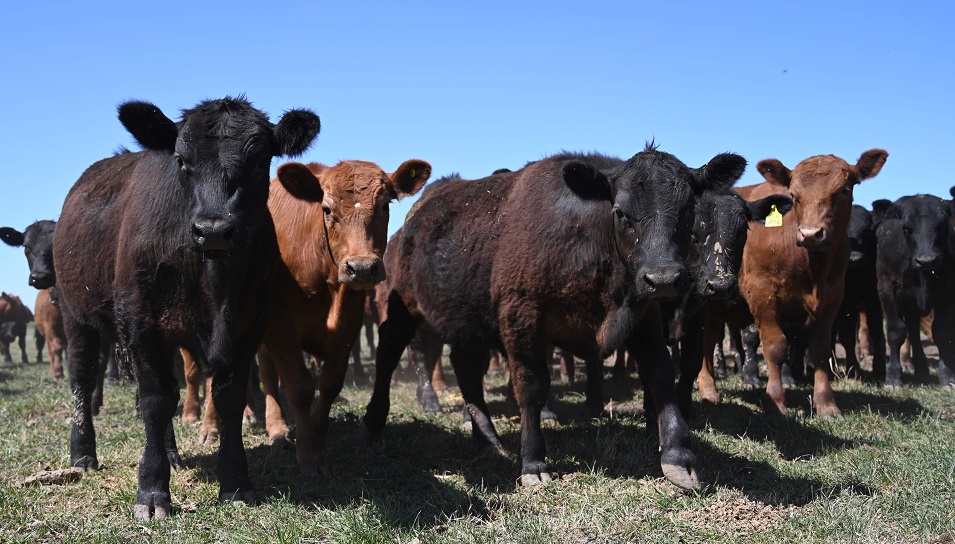 Avanza vacunación estratégica antibrucélica con cepas RB51 y DeltaPGM ...