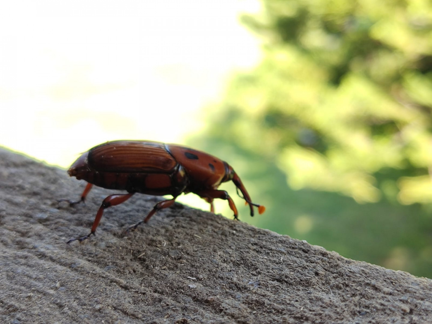 Recomendaciones para prevenir el ingreso del picudo rojo de las ...