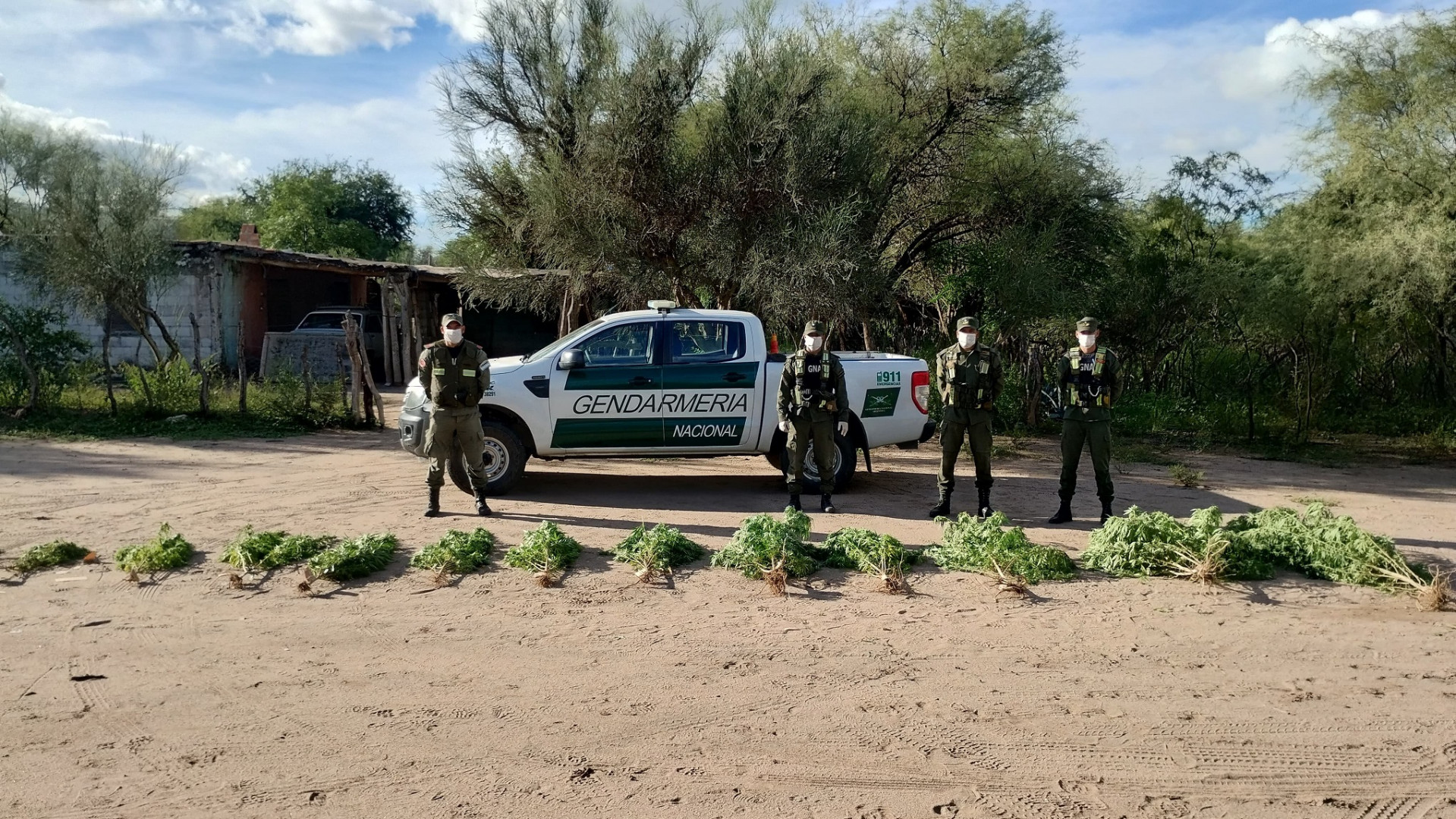 Múltiples allanamientos en San Juan permitieron secuestrar más de 200 plantas de marihuana ...