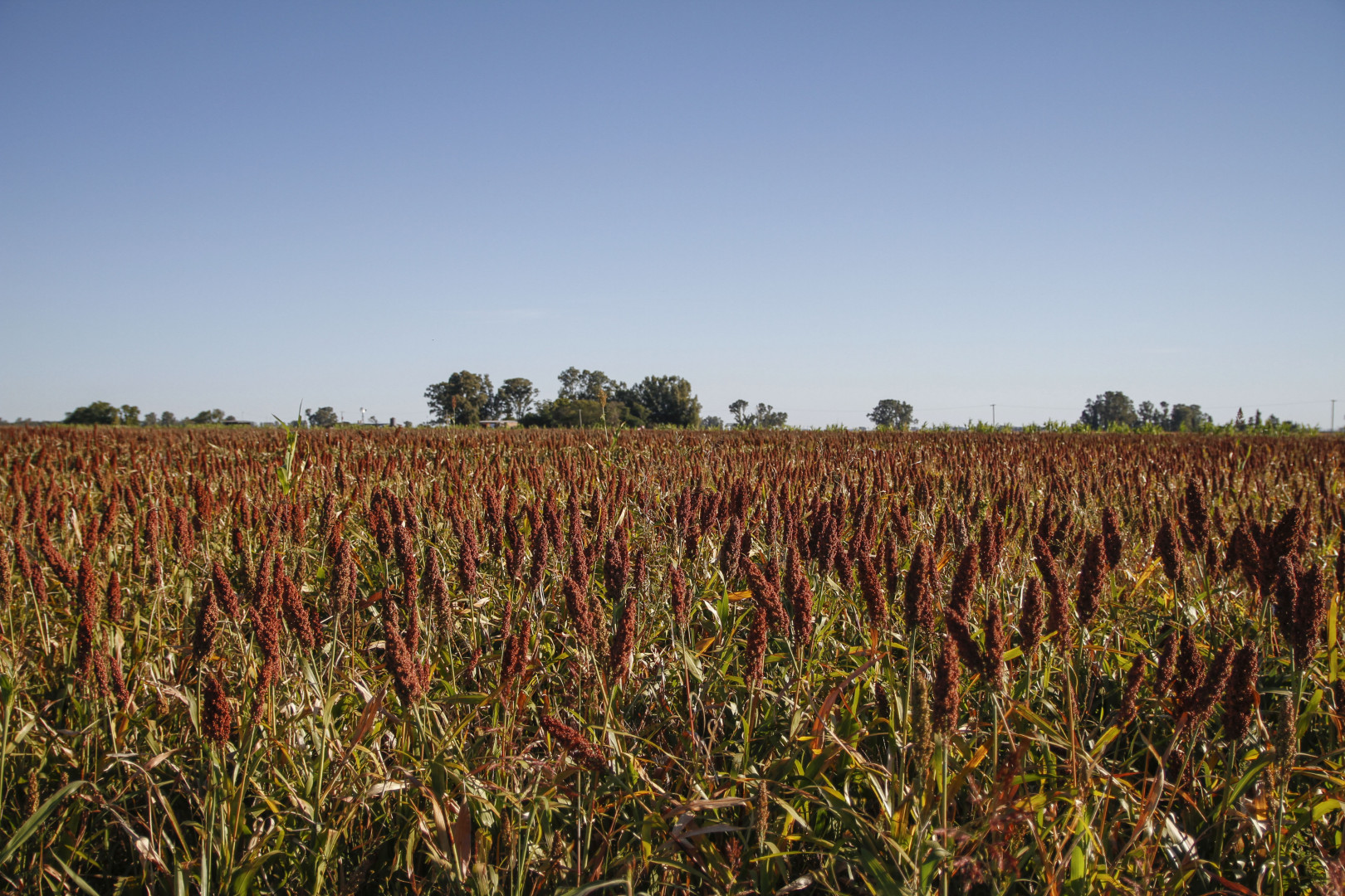 Nueva norma de comercialización del sorgo para mejorar la posición del ...