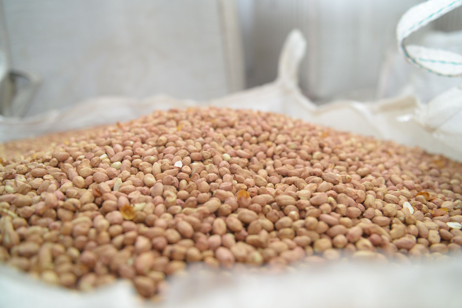 Récord de producción y exportaciones de maní | Argentina.gob.ar