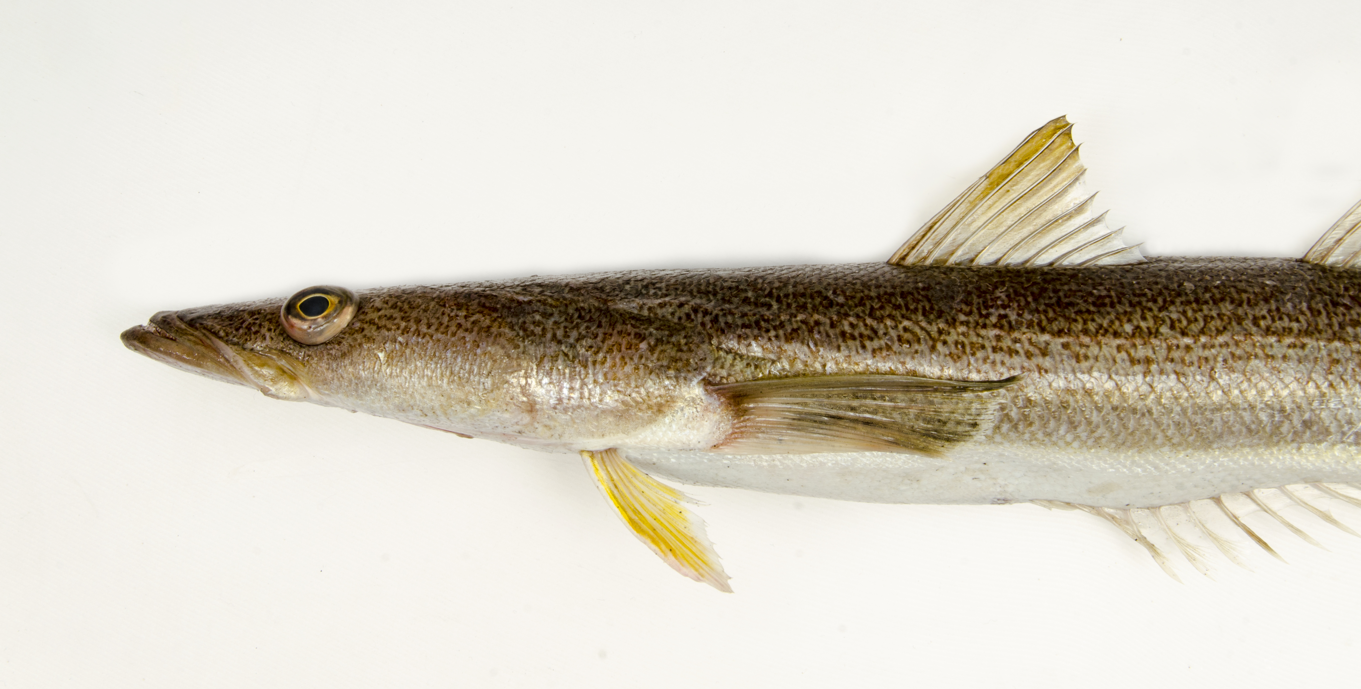 Se realizó en INIDEP un encuentro internacional por la sustentabilidad ...