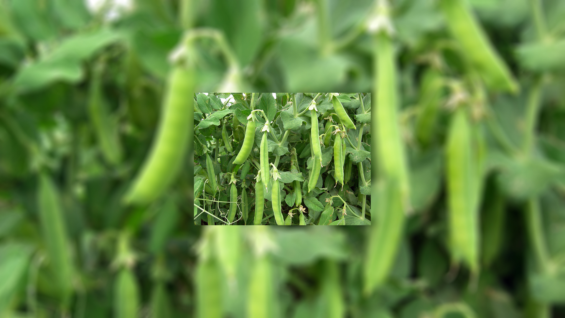 Las arvejas ganan un lugar en la agenda del campo | Argentina.gob.ar