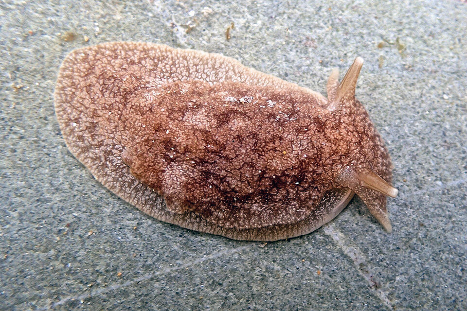 ¿Qué sabemos sobre babosas invasoras y toxinas? | Argentina.gob.ar