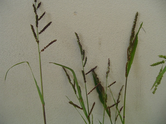 La influencia de la cosecha de los cultivos de verano en la dispersión de semillas de malezas ...