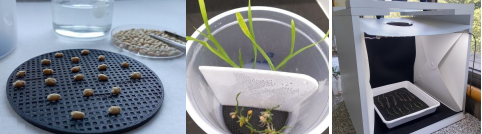 Selección temprana para resistencia a imazetapir en trigo por ...