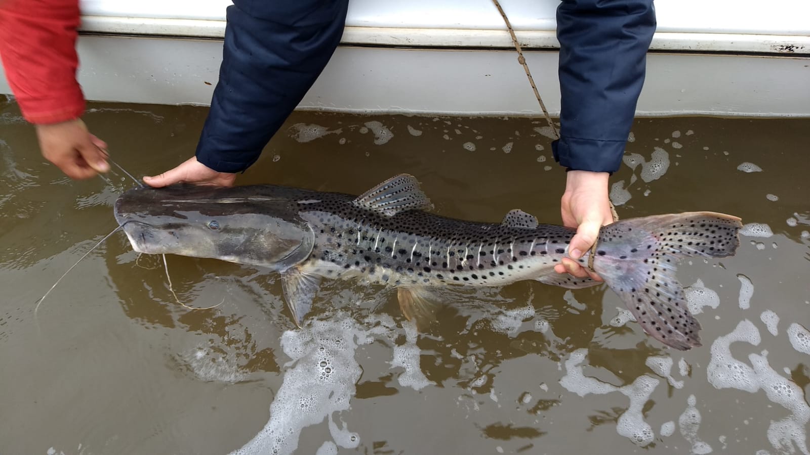 INIDEP participa de una campaña de marcación de surubí pintado en el ...