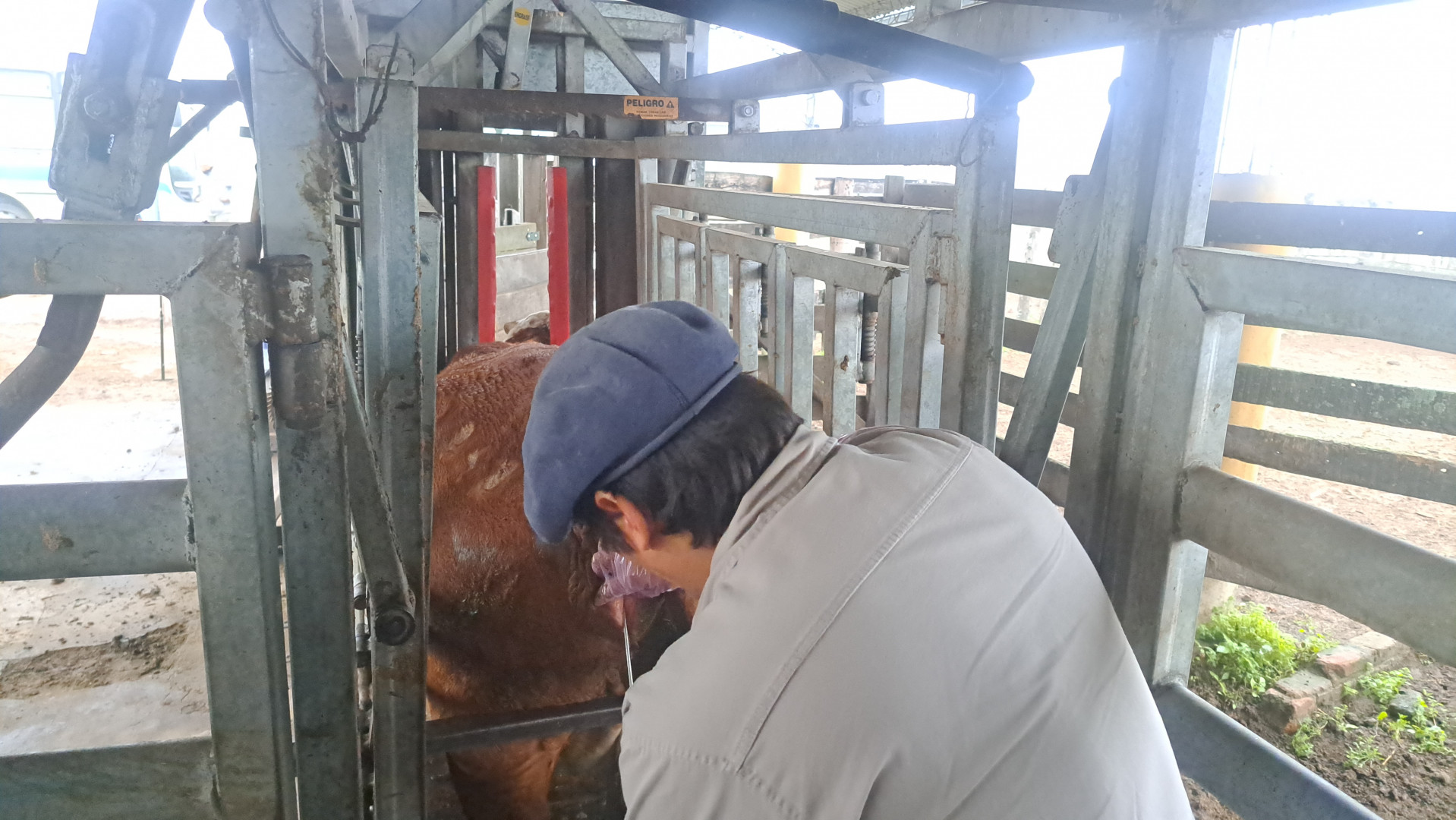 Formación técnica para una ganadería más eficiente Capacitación en ...