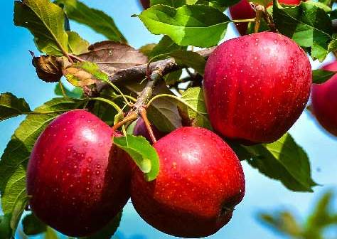Se autorizó el adelanto de cosecha para manzana Rome Beauty en el Alto ...