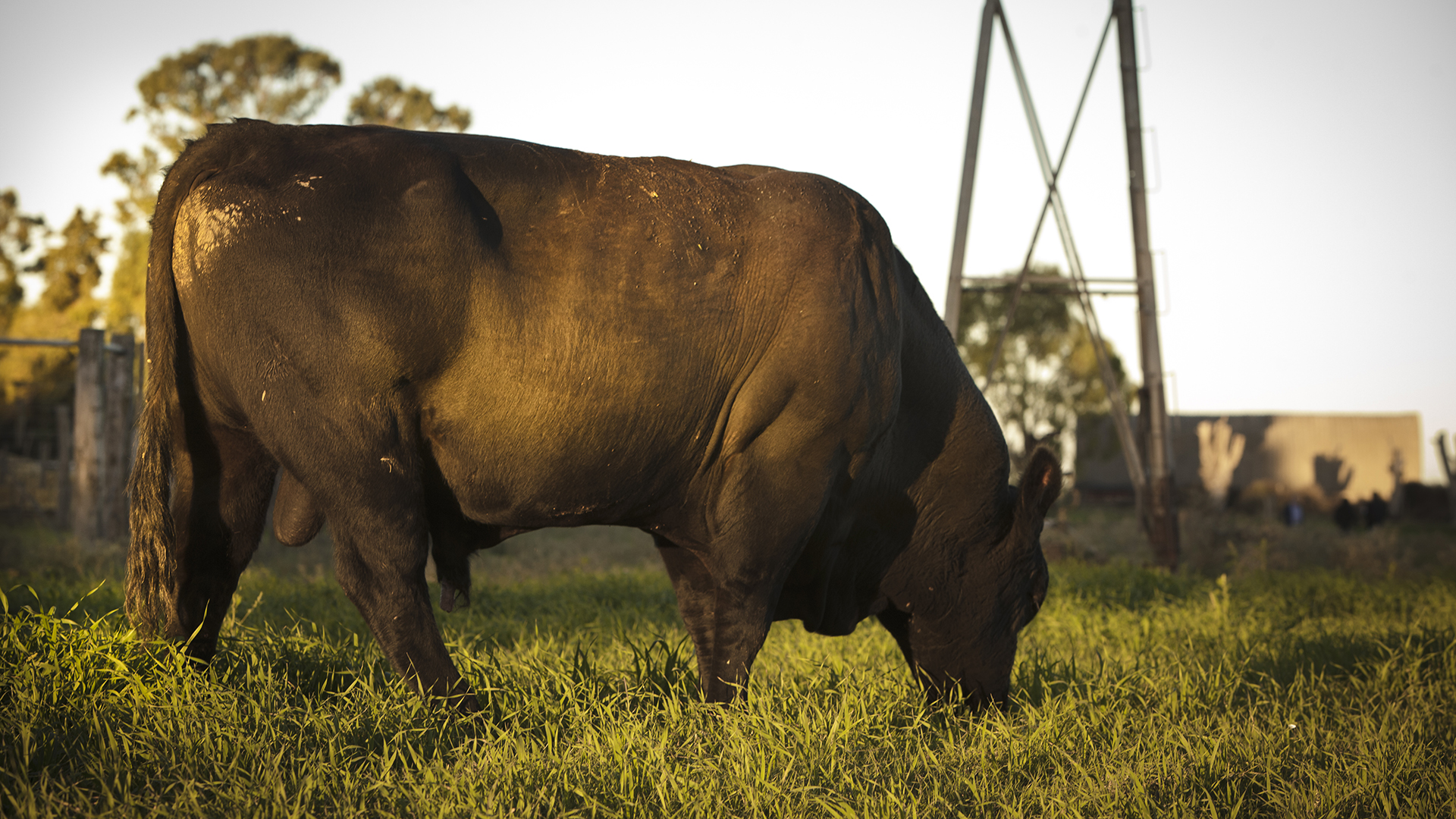 Registro y seguimiento de rumiantes importados para reproducción ...