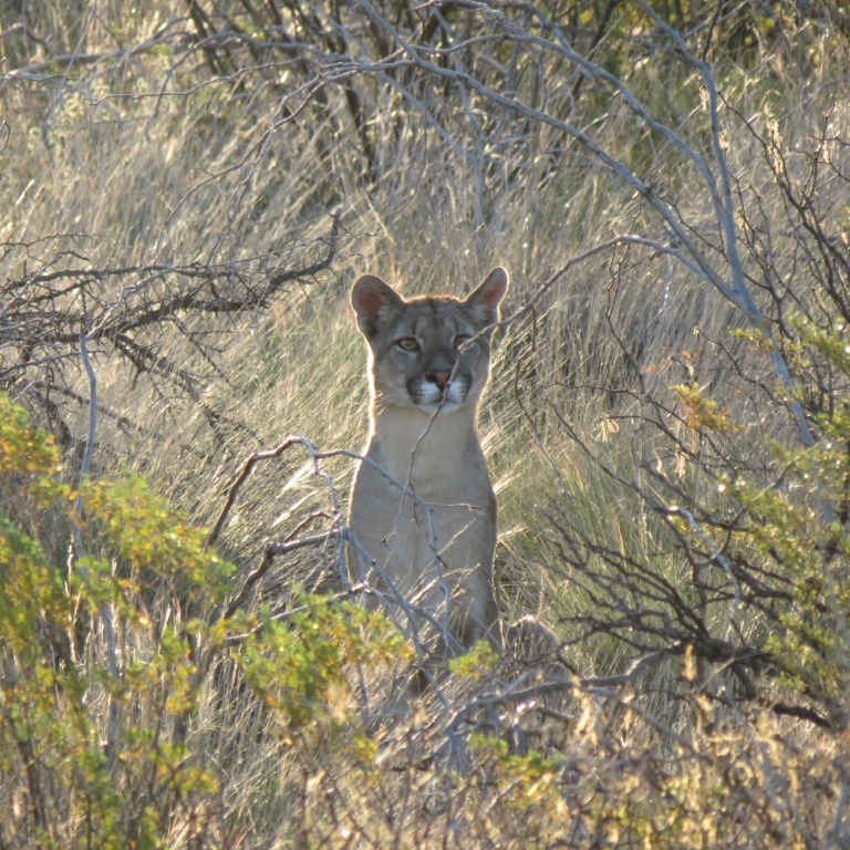 Los Parques Nacionales Laguna Blanca y Lihué Calel están hoy de festejo ...