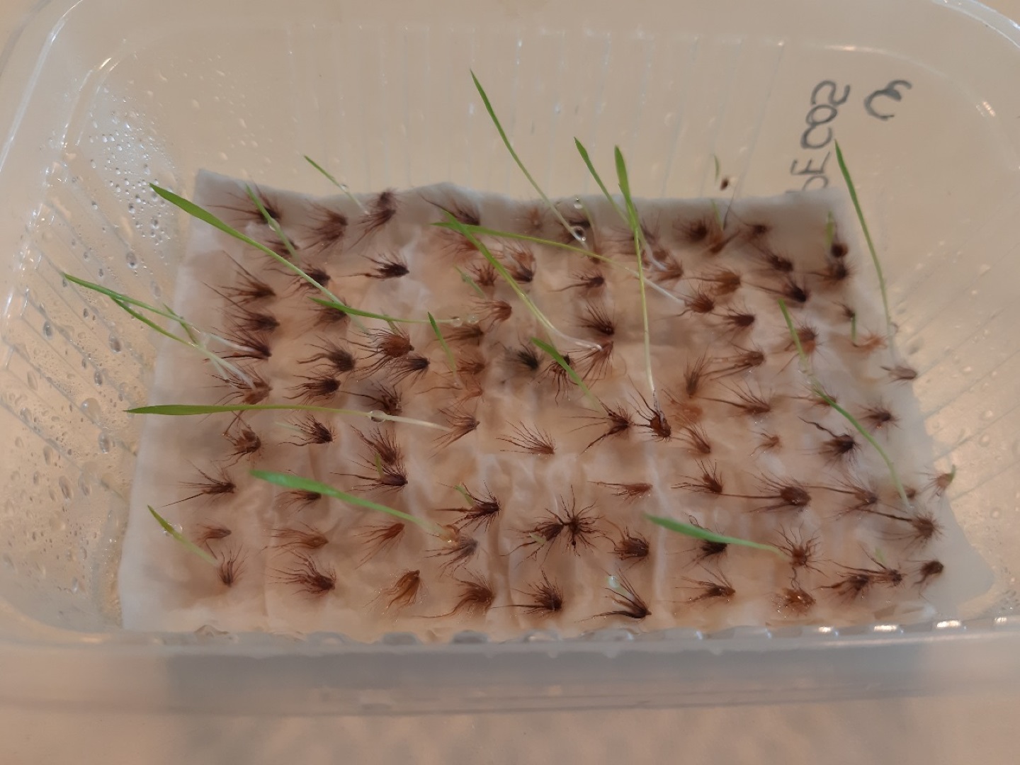 GERMINACION DE PASTO BUFALO O BUFFEL GRASS (Cenchrus ciliaris ...