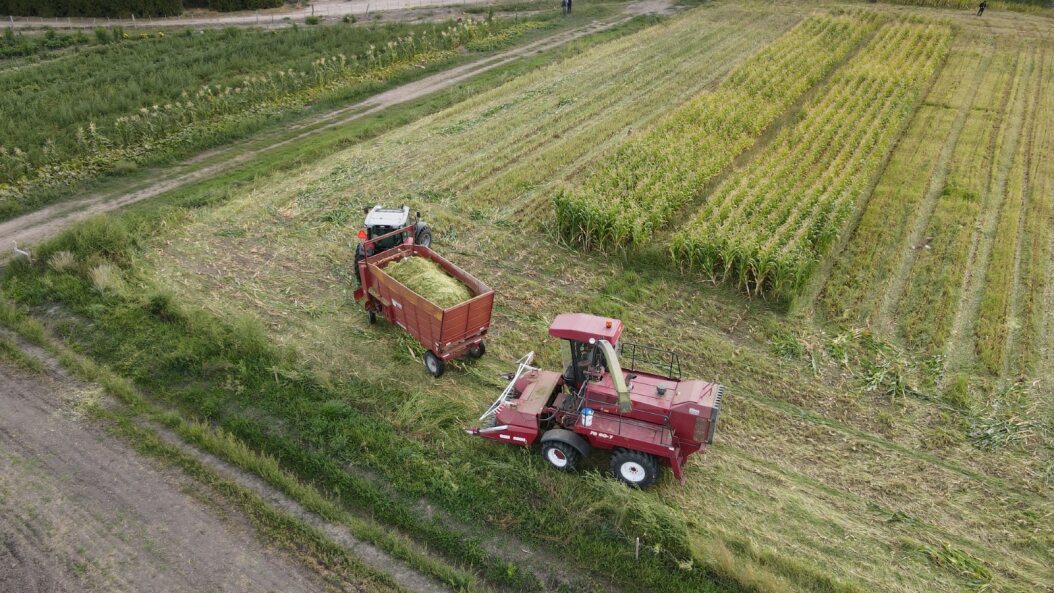 Maíz: energía y volumen para suplementación | Argentina.gob.ar