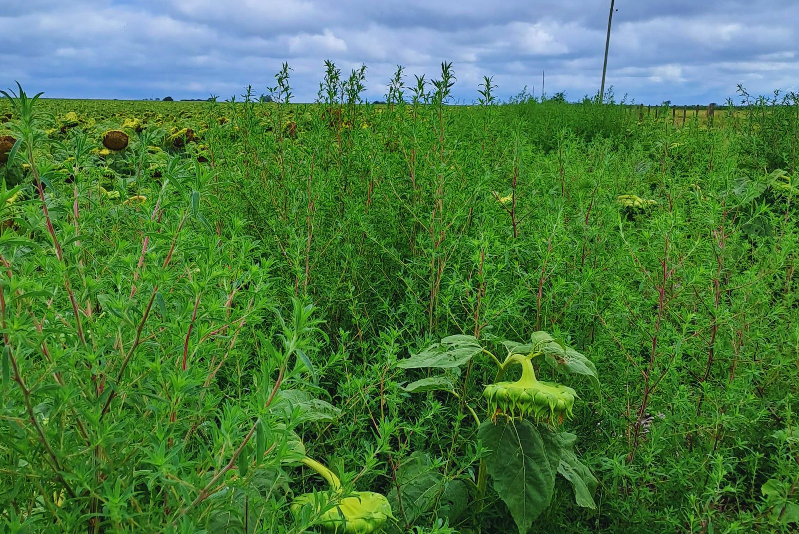 Recomendaciones para el manejo integrado de malezas | Argentina.gob.ar