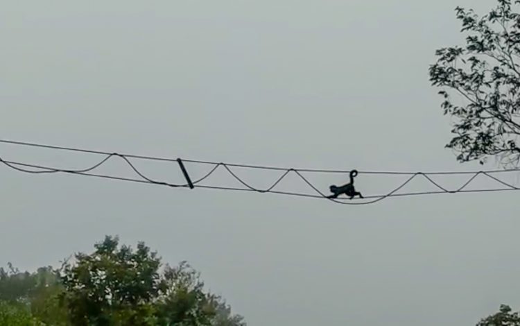 Monos caí continúan usando el pasafauna aéreo del Parque Nacional ...