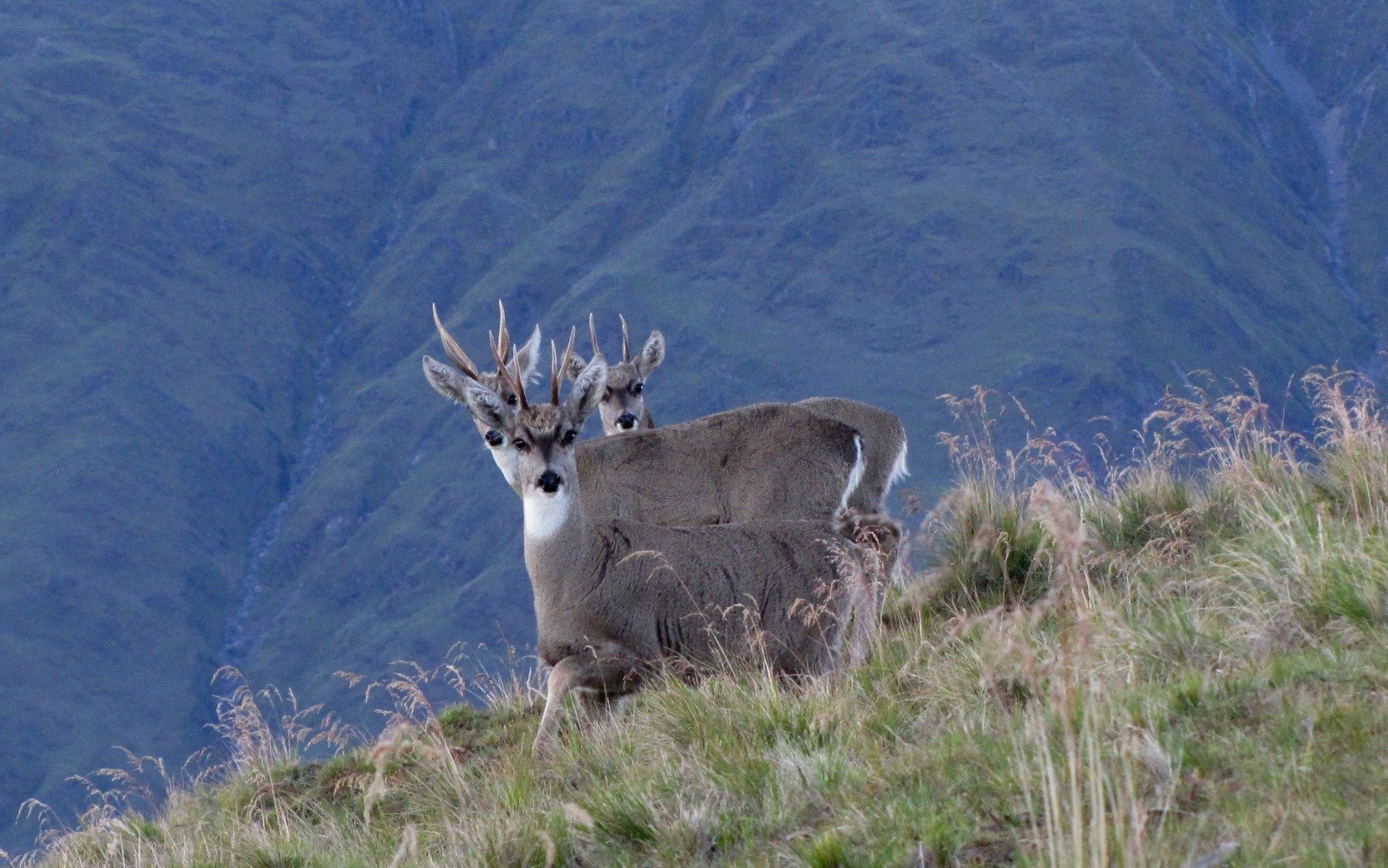 El Puesto Las Tarukas, de interés ambiental nacional | Argentina.gob.ar