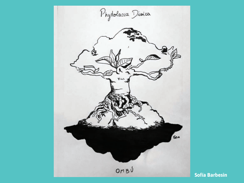 Ombú (Phytolacca dioica) | Argentina.gob.ar