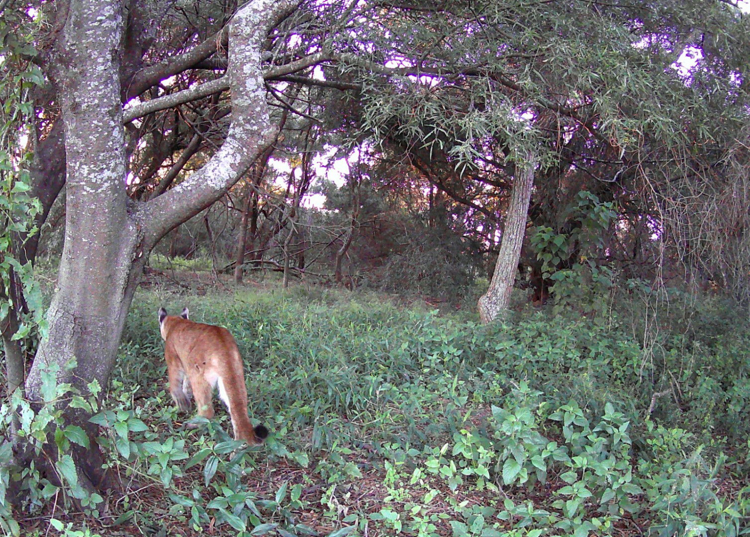 Primer registro fotográfico de puma en el Parque Nacional Islas de ...