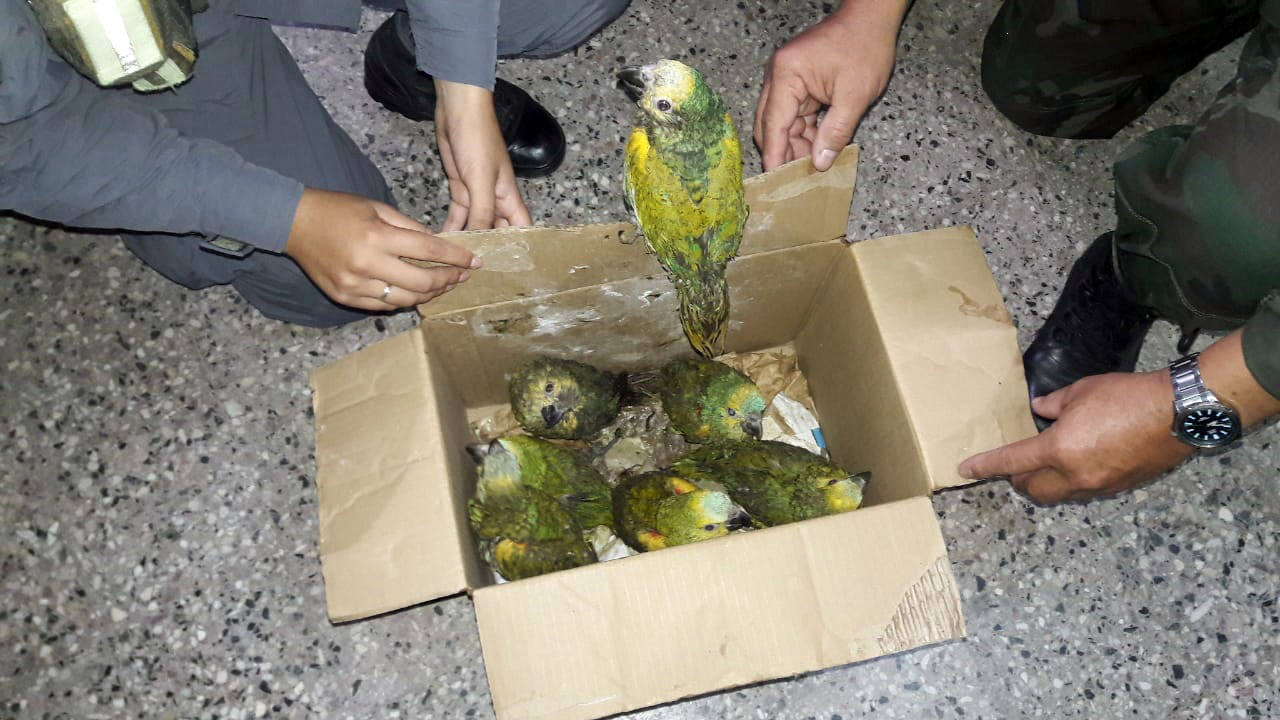 Rescatan a siete pichones de la especie loro hablador en Chaco ...