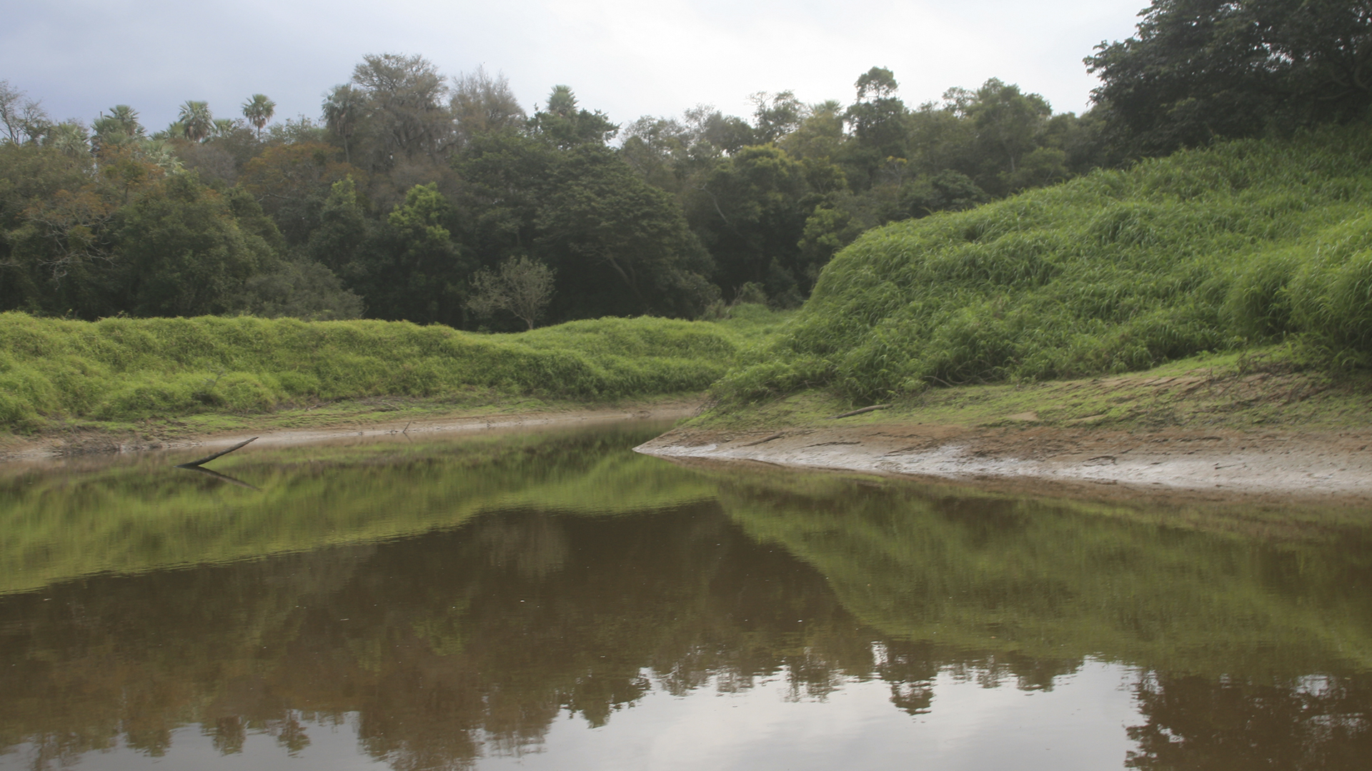 Nuevo registro vegetal para el Parque Nacional Río Pilcomayo y la ...