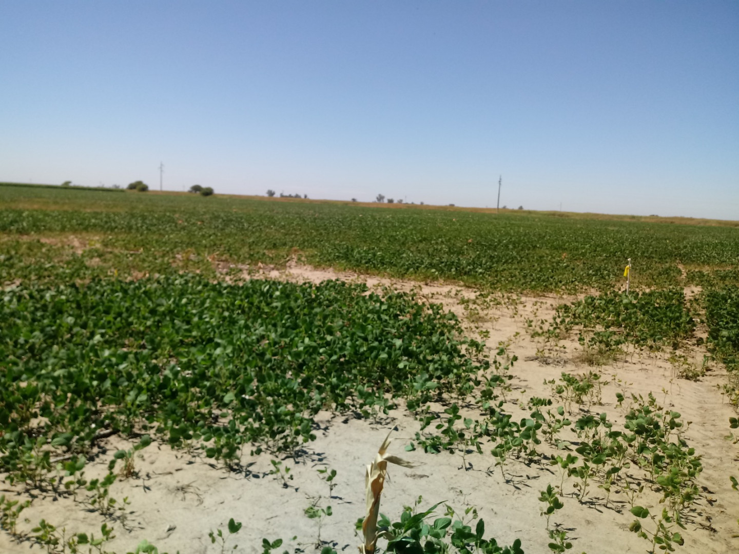 Monitoreo de la salinización del suelo en la Cuenca del Río Carcarañá ...
