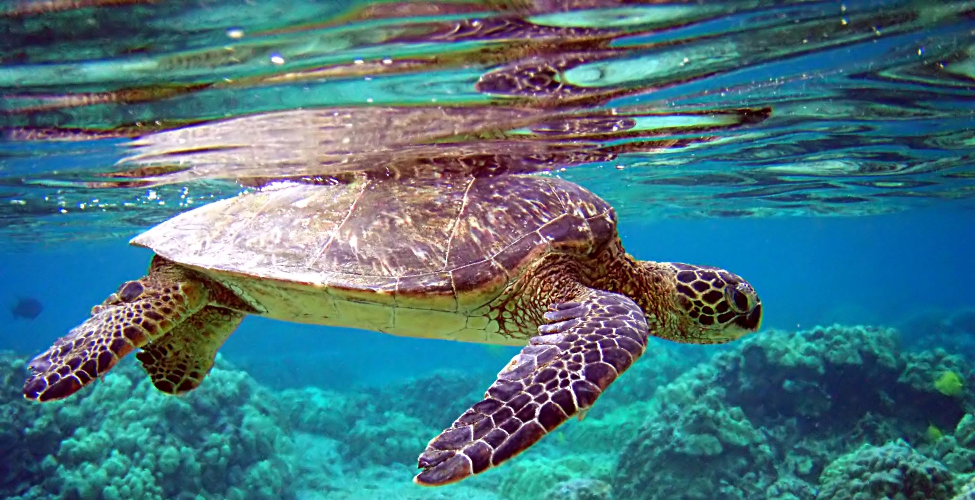Ambiente formó parte de la reunión de expertos sobre tortugas marinas ...
