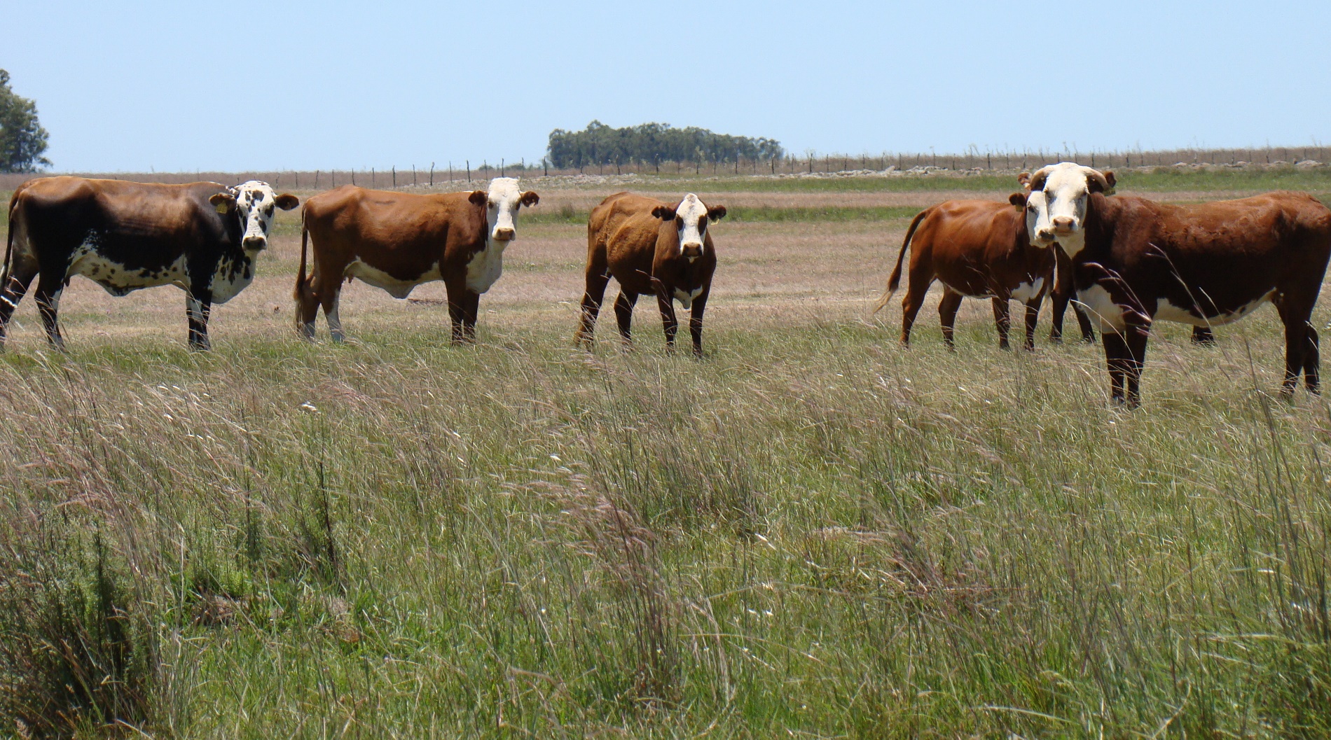 Pautas para el manejo de los rodeos en el NEA | Argentina.gob.ar