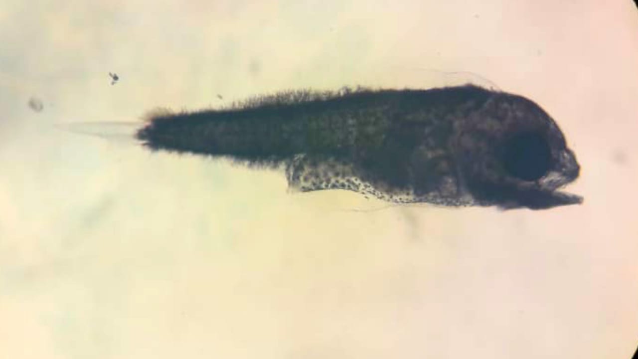 Se inició la segunda temporada reproductiva del stock de chernias ...